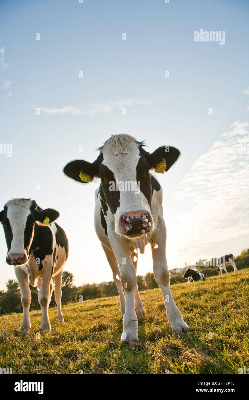 cows, "Holstein Cows" are grazing and looking astonished, beautiful ...