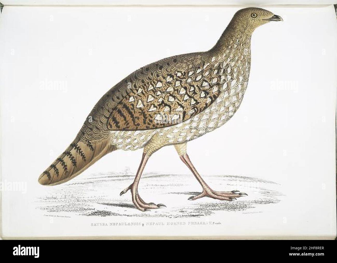 Satyra nepaulensis - Illustrations of Indian Zoology Stock Photo - Alamy