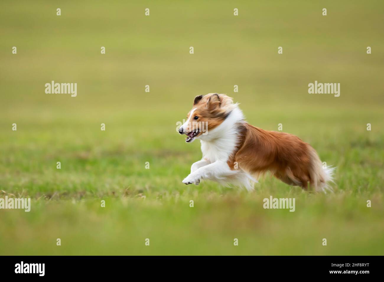 Shetland sheepdog(shelti) is running on the green meadow in summer day ...