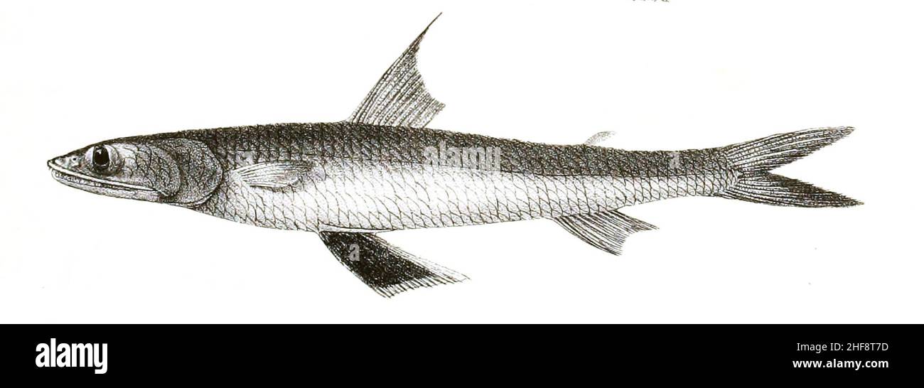 Saurida tumbil hi-res stock photography and images - Alamy