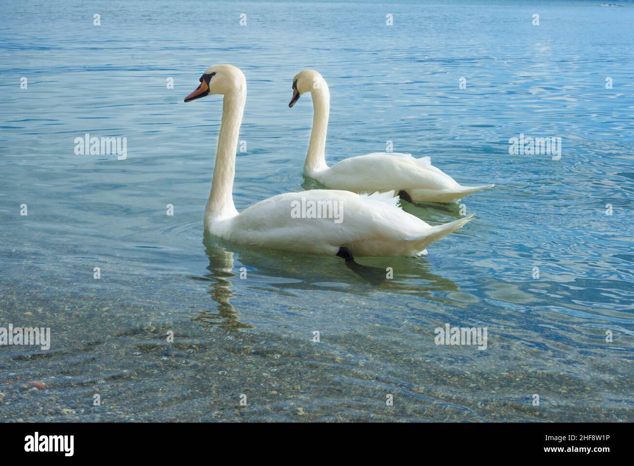 On shore lake swans white hi-res stock photography and images - Alamy