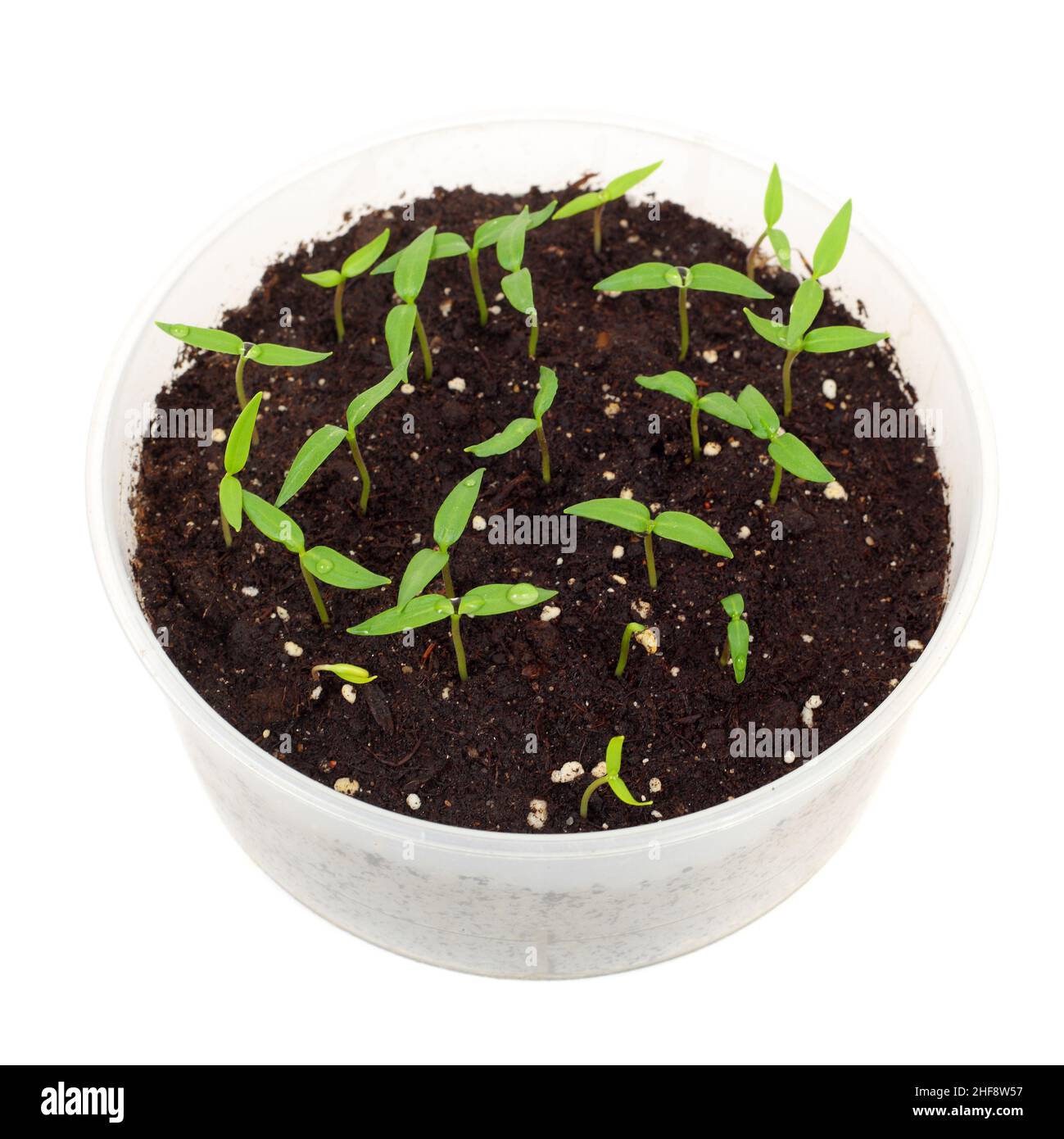 spring bright green sprouts closeup Stock Photo - Alamy