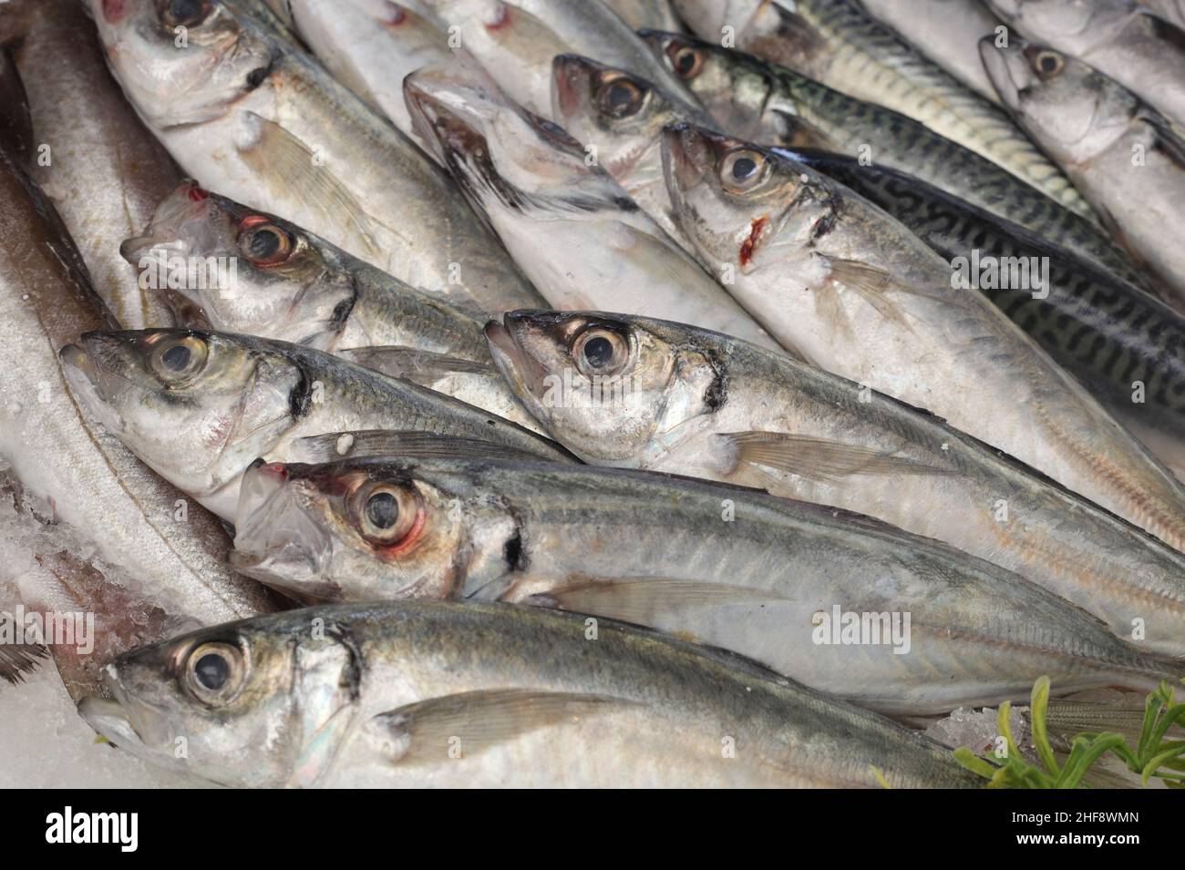 Mackerel scales hi-res stock photography and images - Alamy