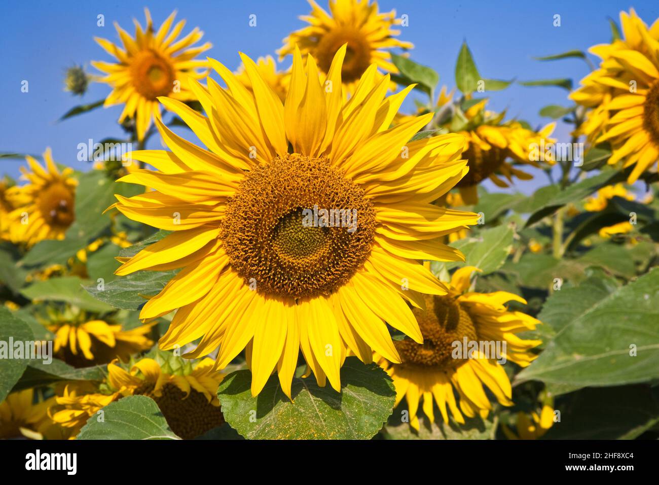 Sunflower leaf structure hi-res stock photography and images - Alamy