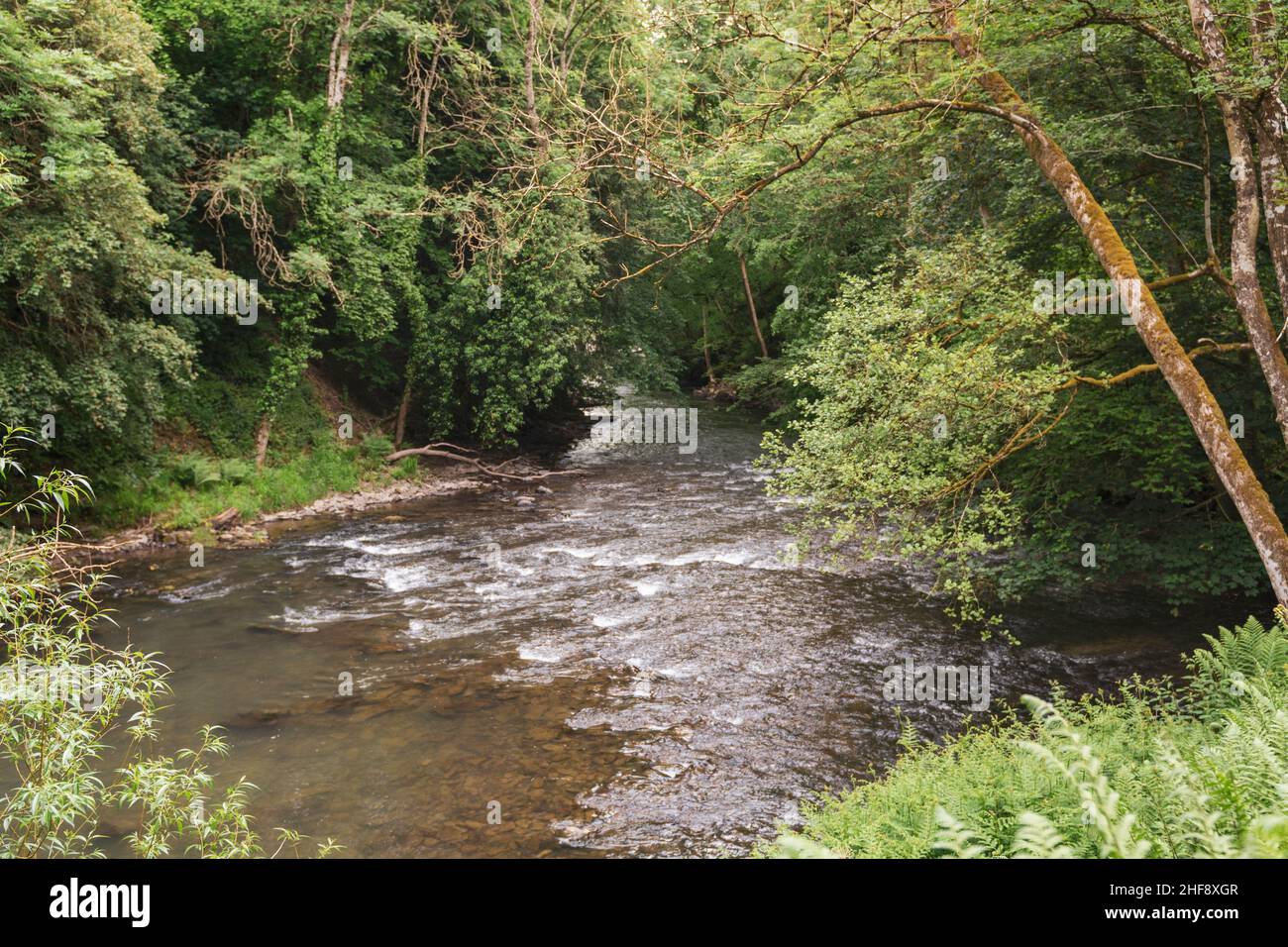 Landscape of the River Teme and ancient woodland in Downton Gorge ...