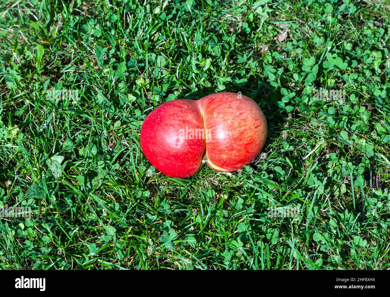 fresh apples with gene mutations Stock Photo - Alamy