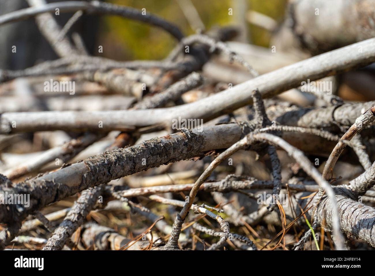 Fallen Branch Pile In Forest Stock Photo - Alamy