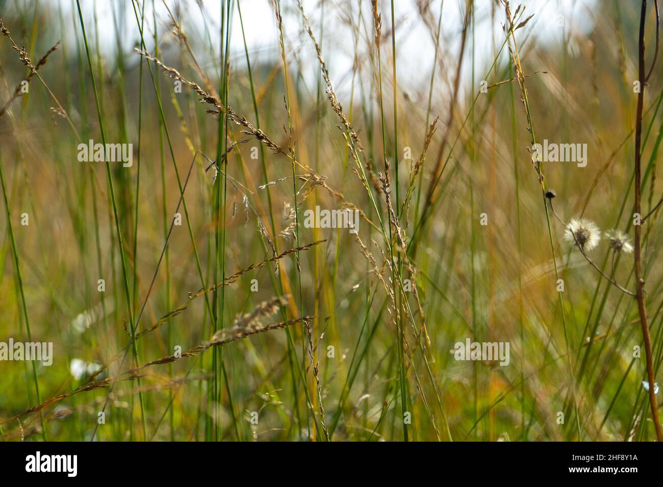 Summer forest grass hi-res stock photography and images - Alamy