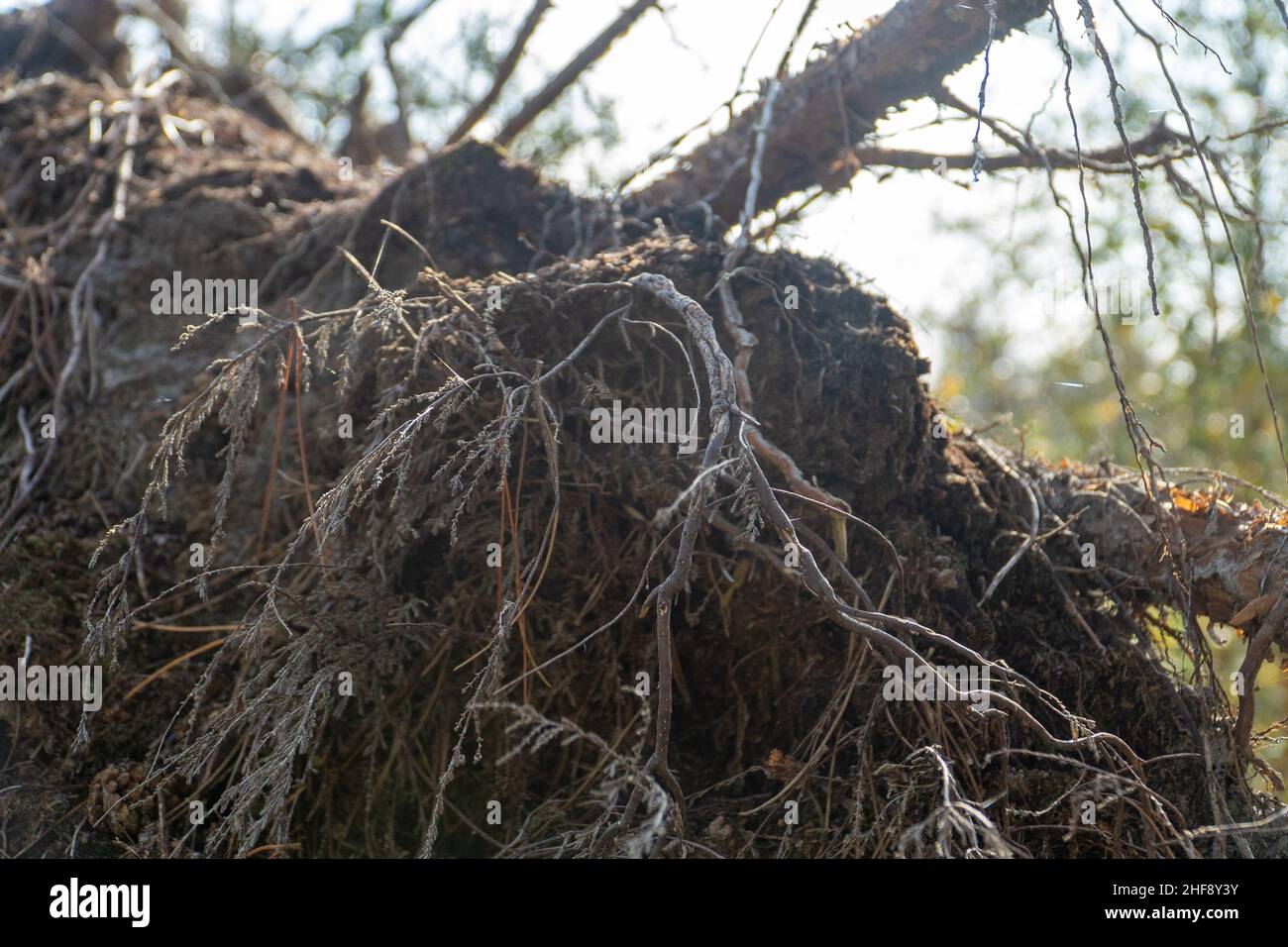 Fallen Forest Tree Roots Stock Photo - Alamy