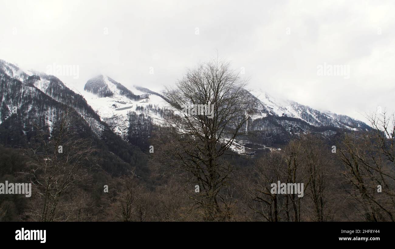Aerial bald tree tops high hi-res stock photography and images - Alamy