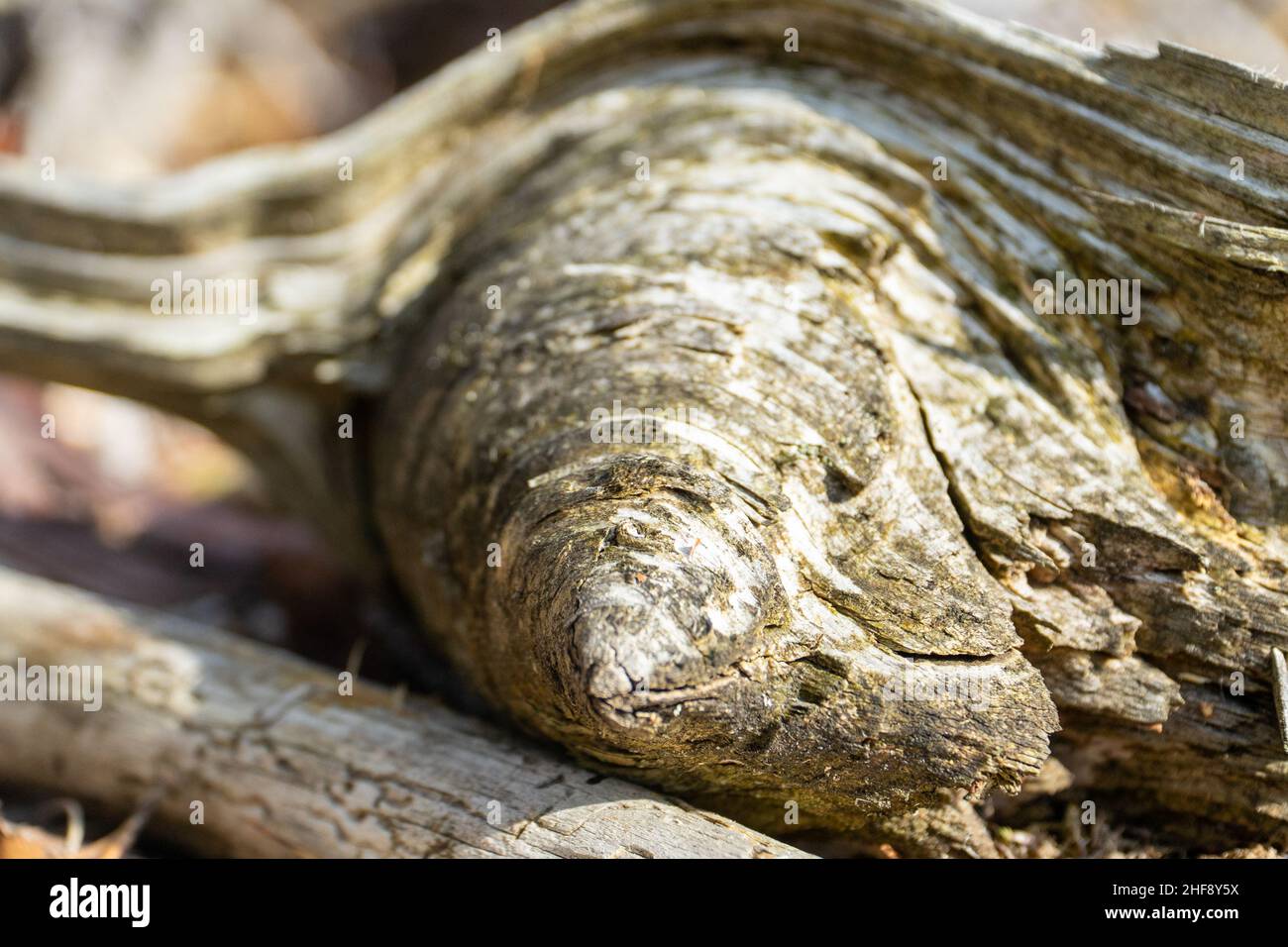 Fallen Cracked Tree Stump Stock Photo - Alamy