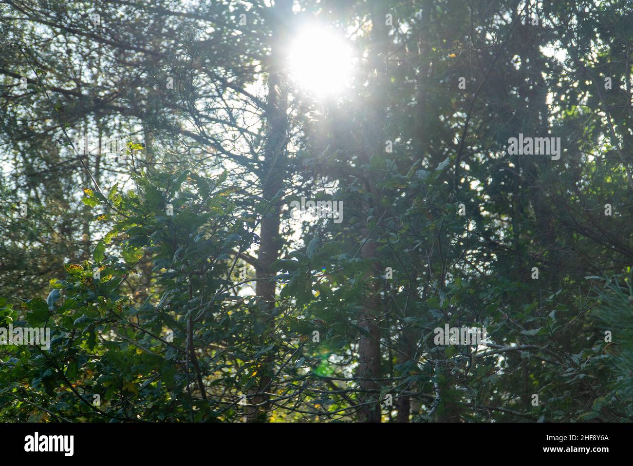 Breaking through the trees hi-res stock photography and images - Alamy