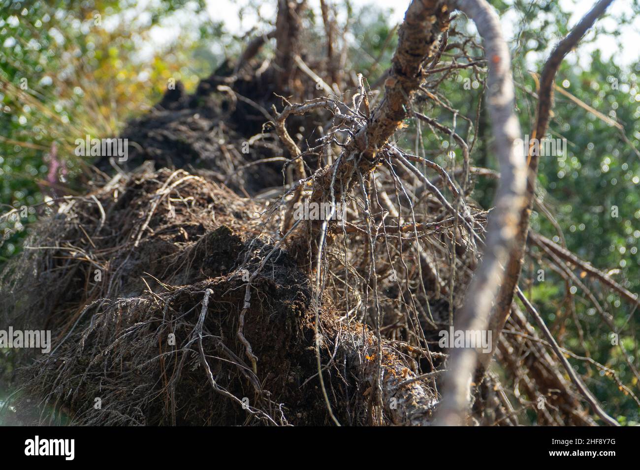Fallen Forest Tree Roots Stock Photo - Alamy