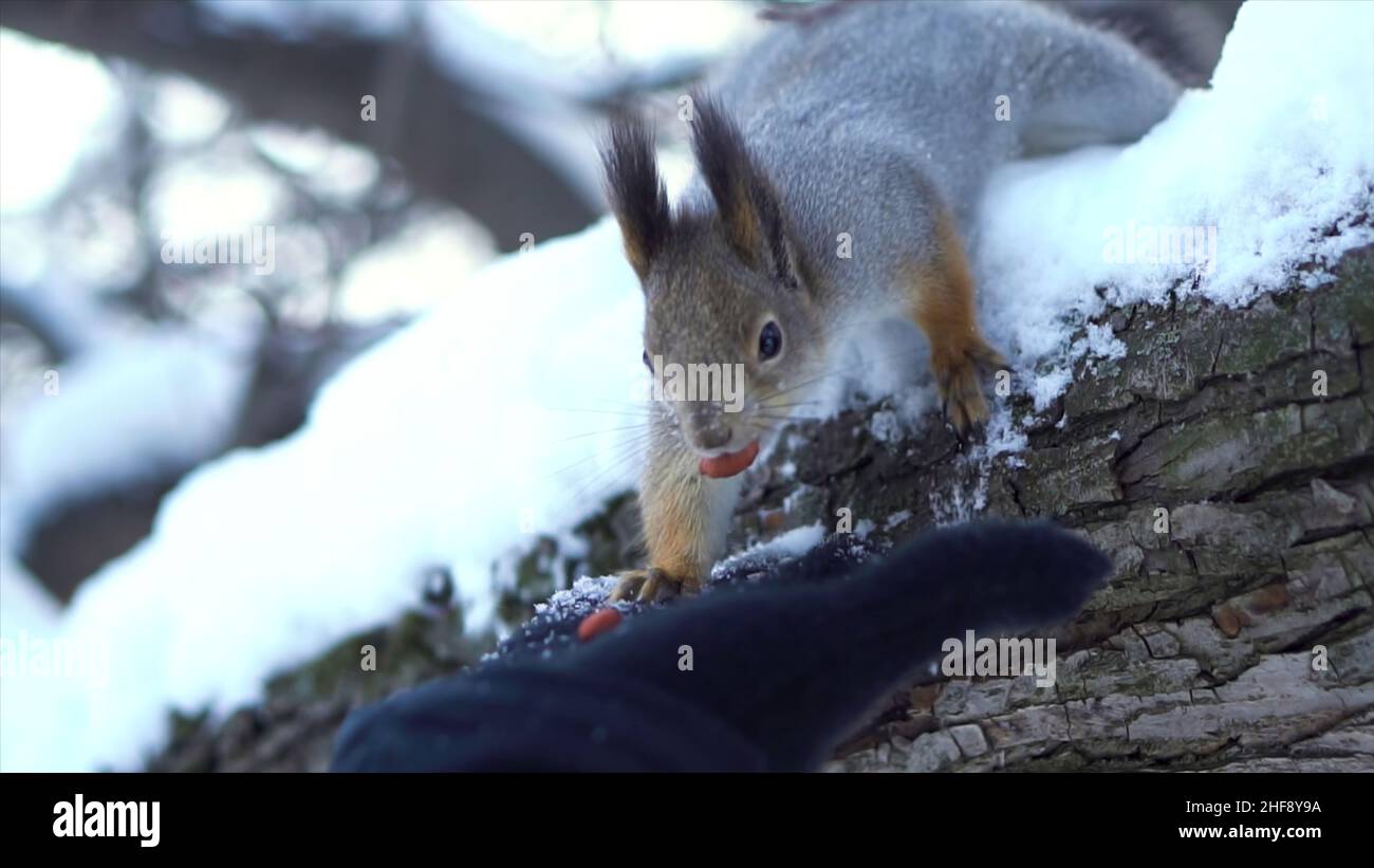 Close up for gray squirrel taking nut carefully from human hand on a ...