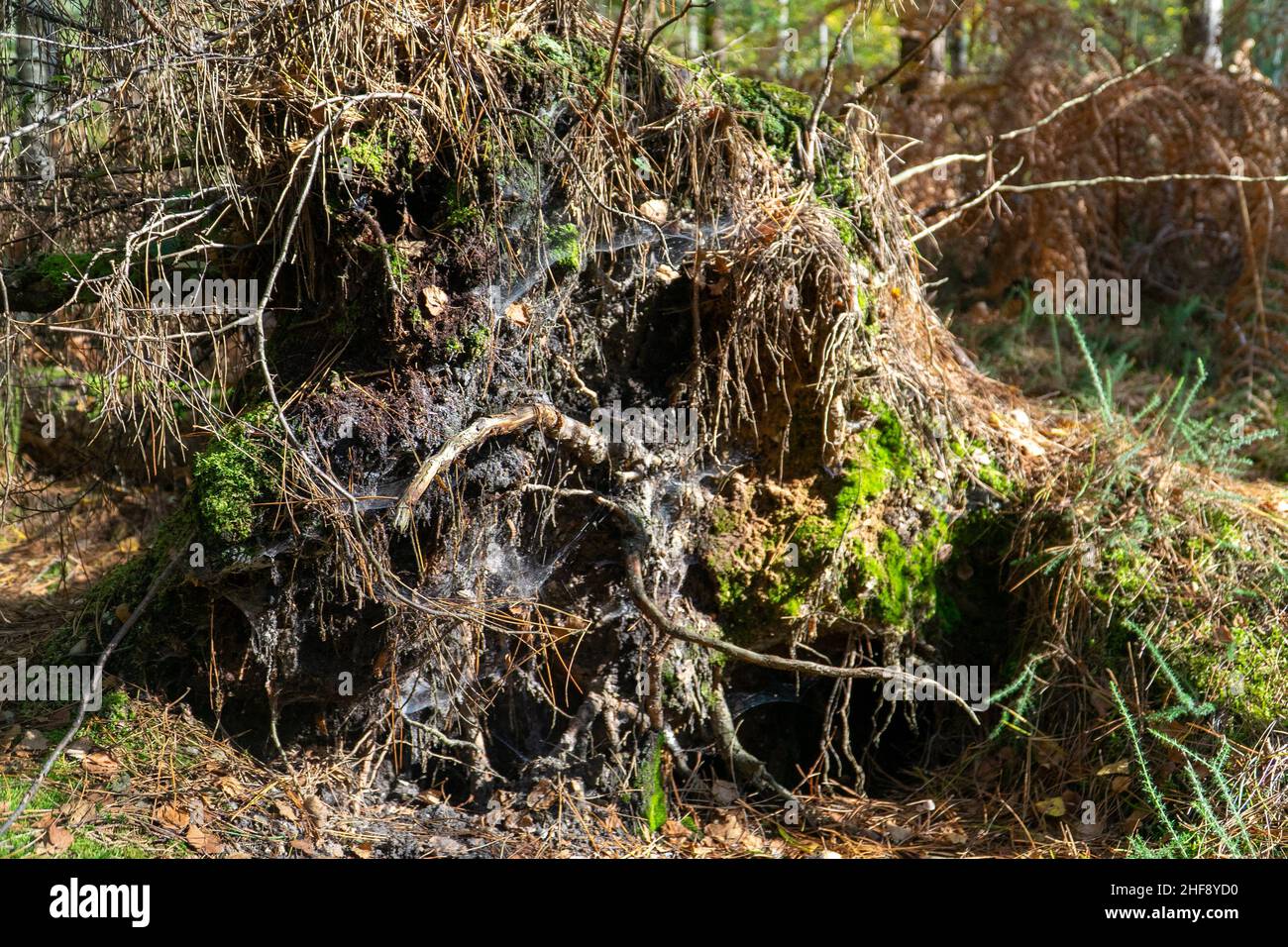 Fallen Tree With Roots Exposed Stock Photo - Alamy