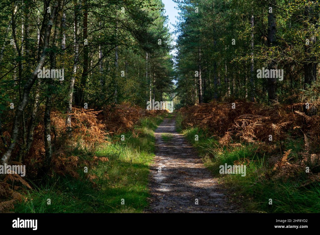 Forest Muddy Pathway Stock Photo - Alamy