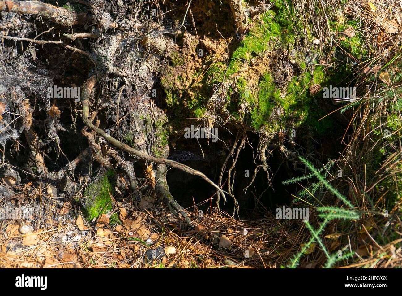 Fallen Tree With Roots Exposed Stock Photo - Alamy