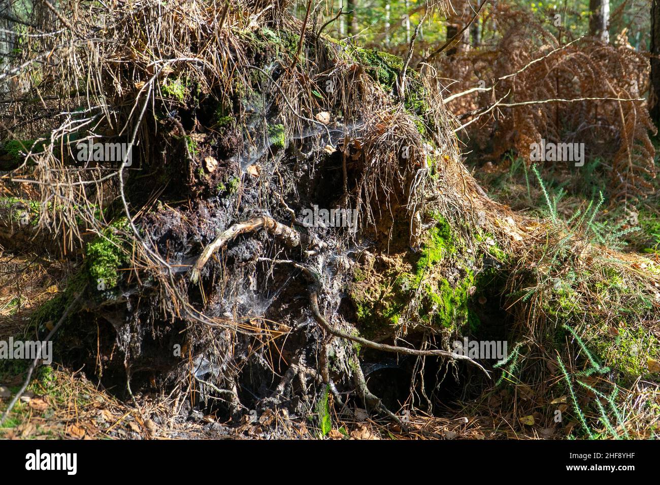 Fallen Tree With Roots Exposed Stock Photo - Alamy
