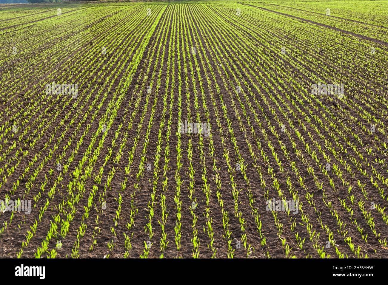 Cultivated agriculture in row area hi-res stock photography and images ...