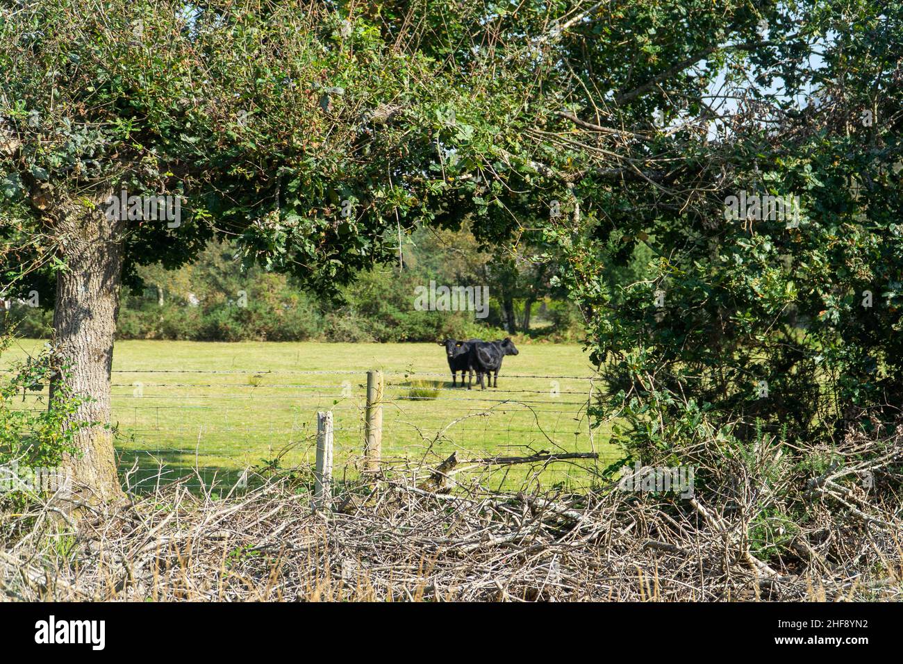 Cows In Field Through Tree & Bushes Stock Photo - Alamy