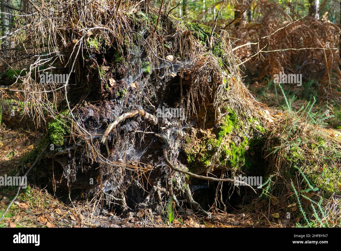Fallen Tree With Roots Exposed Stock Photo - Alamy