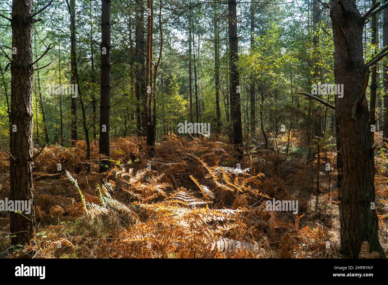 Forest Tree's With Bracken Stock Photo - Alamy