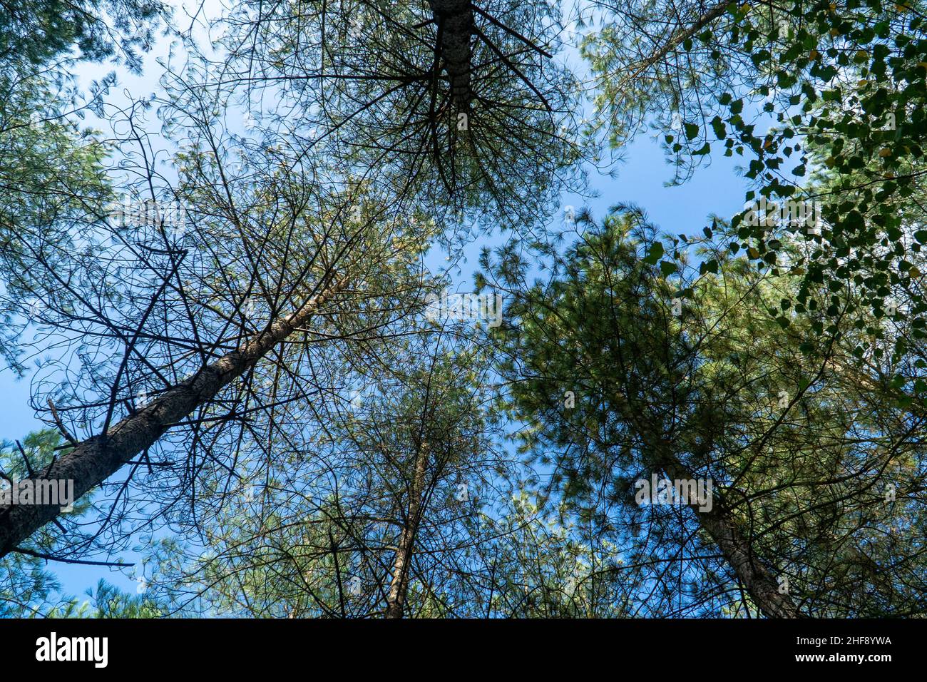 Forest skyline hi-res stock photography and images - Alamy