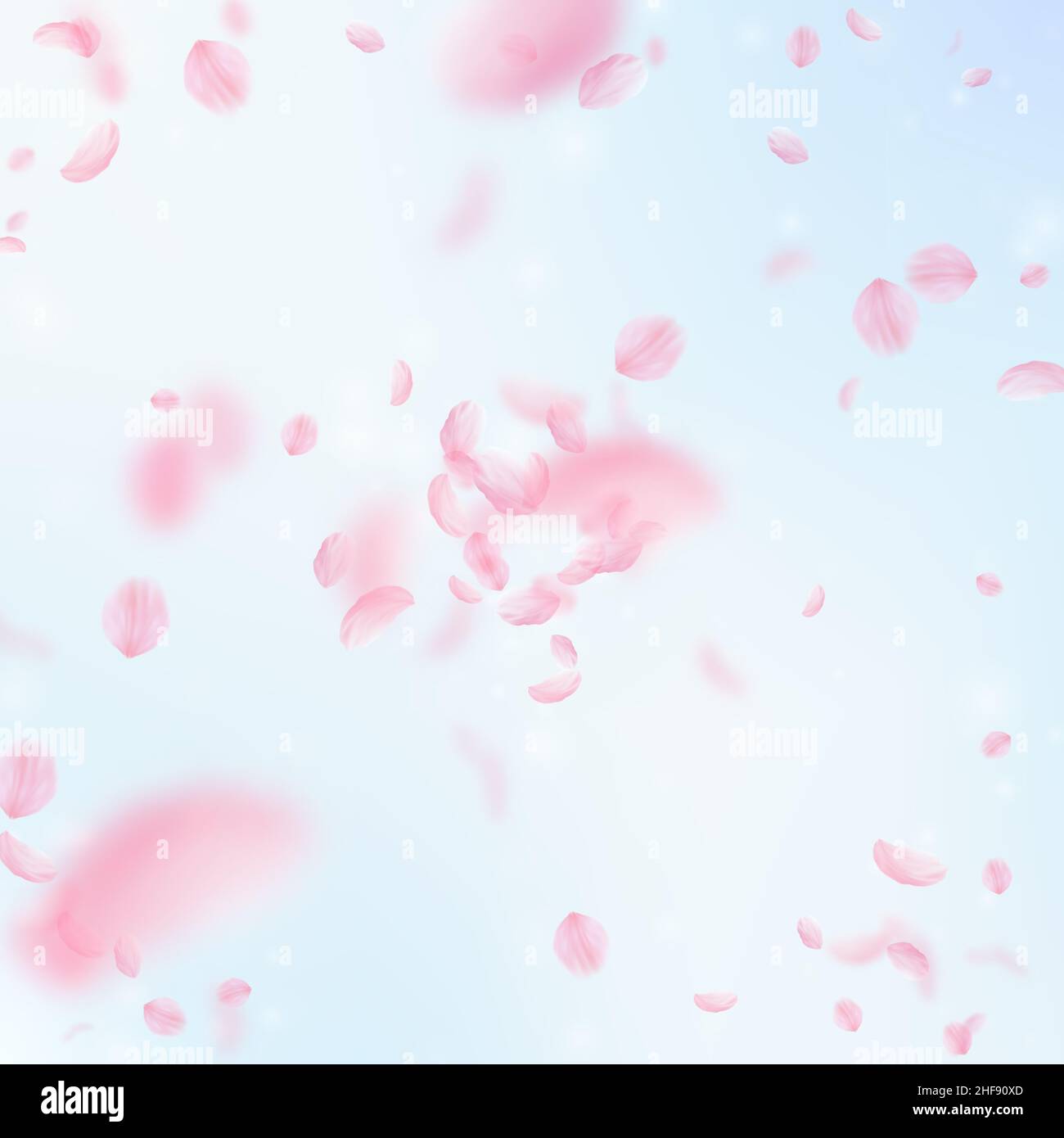Sakura petals falling down. Romantic pink flowers explosion. Flying ...