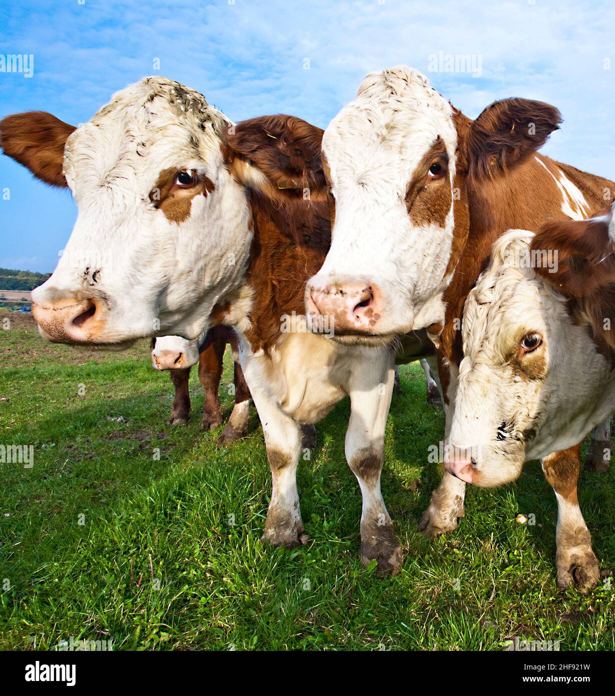 friendly cattles on green granzing land are trusty Stock Photo - Alamy