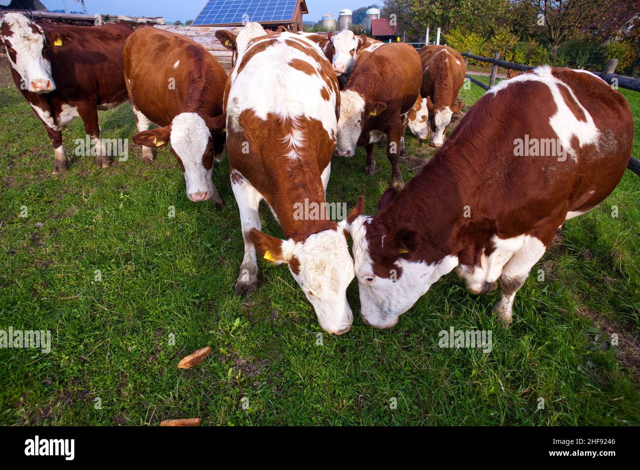 friendly cattles on green granzing land are trusty Stock Photo - Alamy