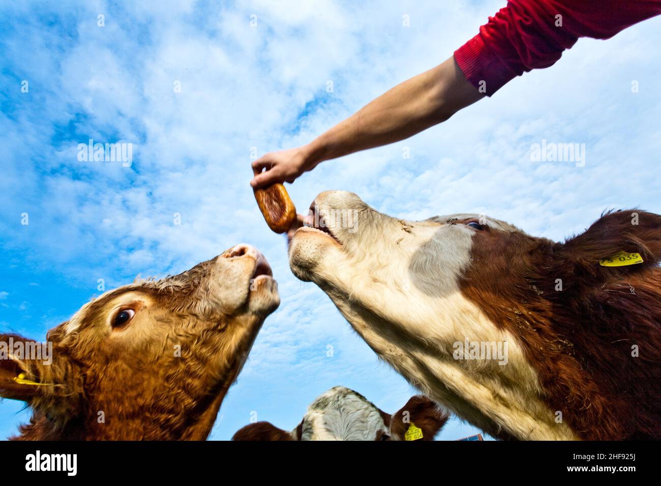 friendly cattles on green granzing land are trusty Stock Photo - Alamy