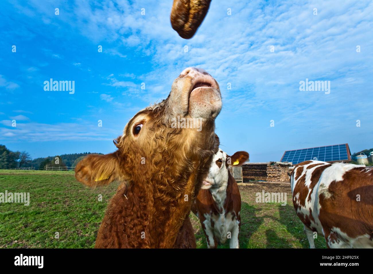 friendly cattles on green granzing land are trusty Stock Photo - Alamy