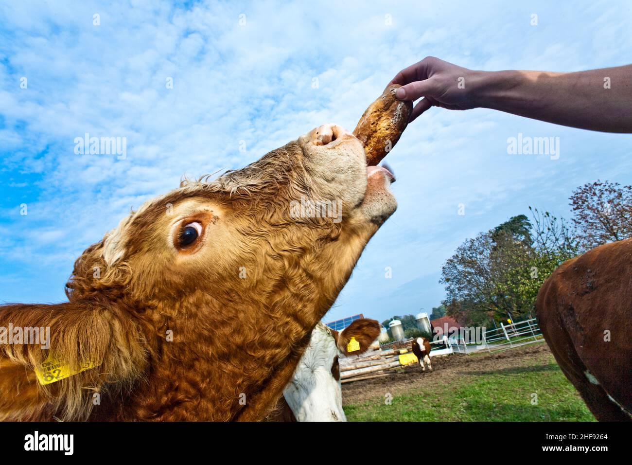 friendly cattles on green granzing land are trusty Stock Photo - Alamy