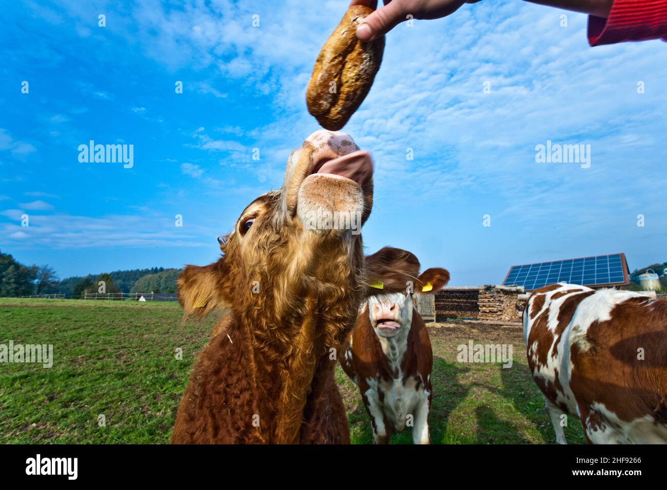 friendly cattles on green granzing land are trusty Stock Photo - Alamy