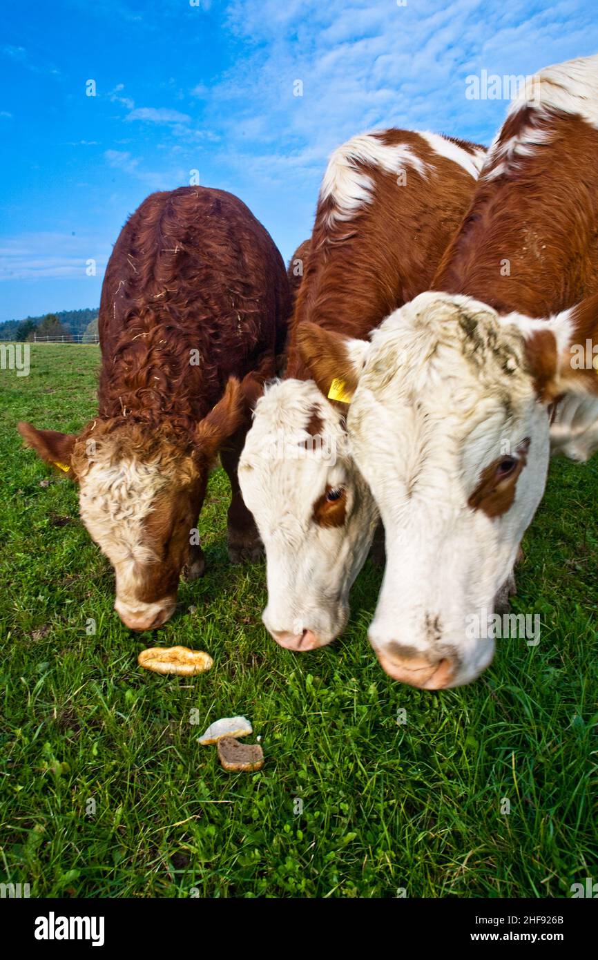 friendly cattles on green granzing land are trusty Stock Photo - Alamy
