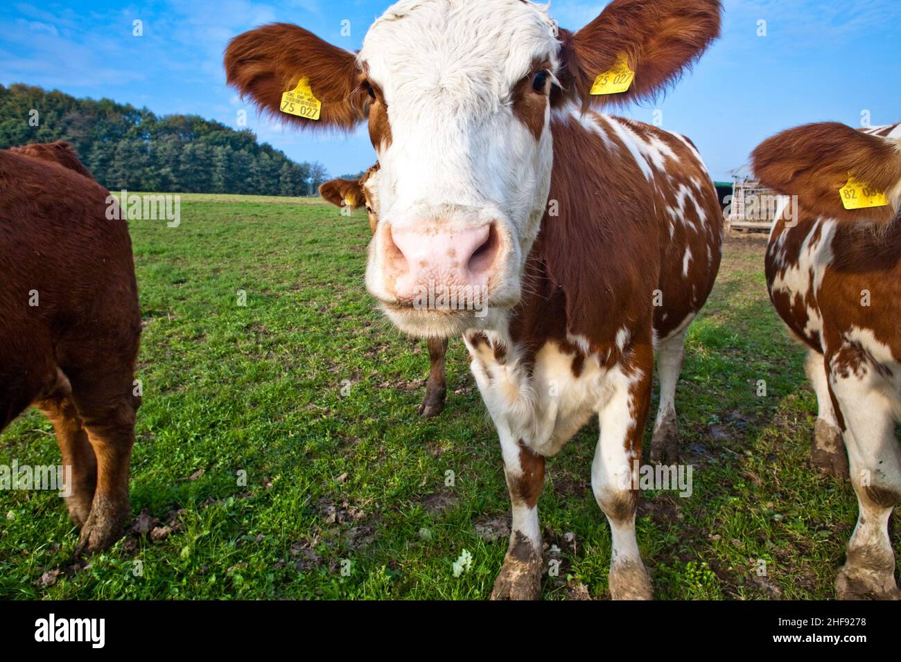 friendly cattles on green granzing land are trusty Stock Photo - Alamy