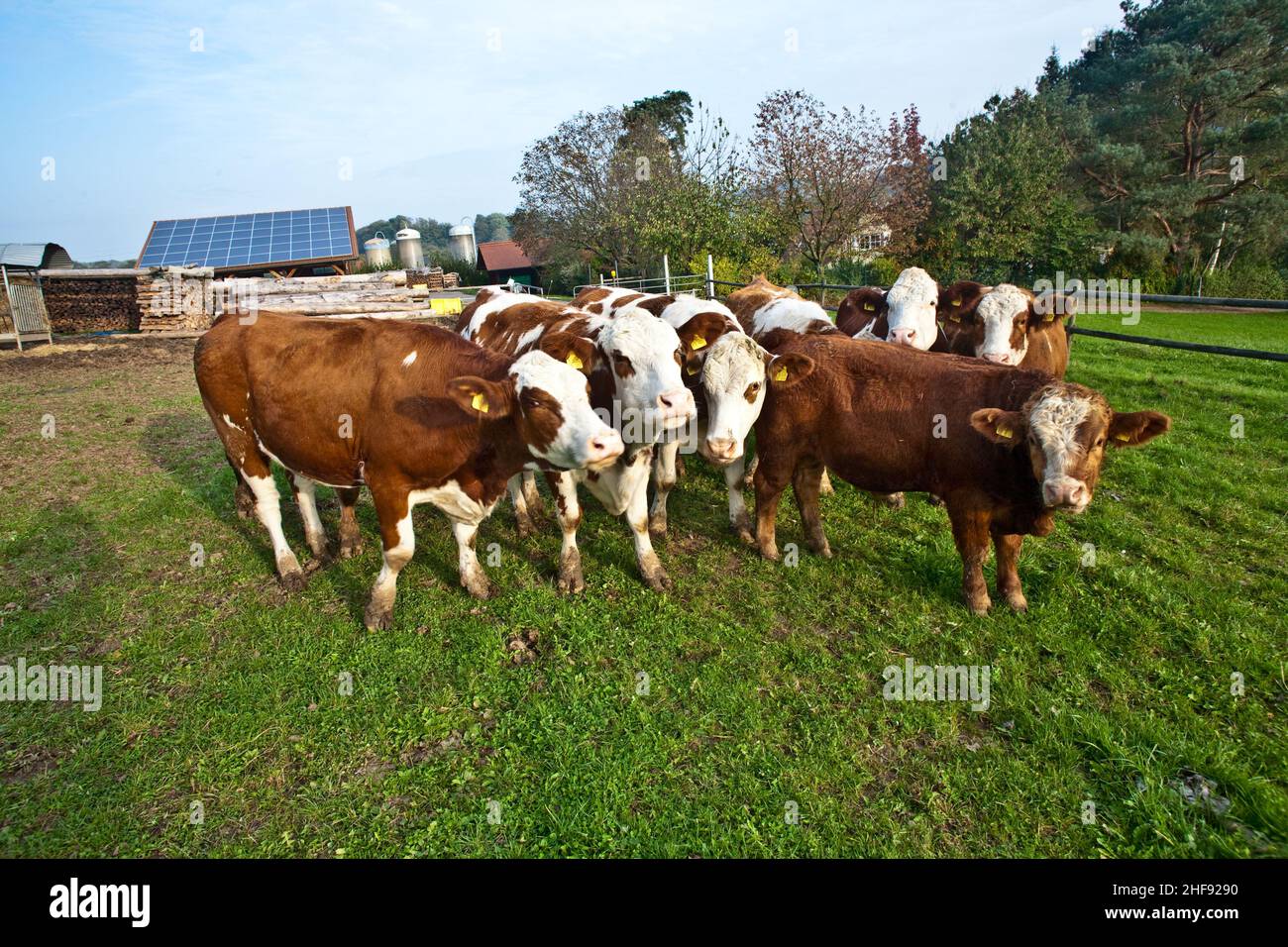 friendly cattles on green granzing land are trusty Stock Photo - Alamy