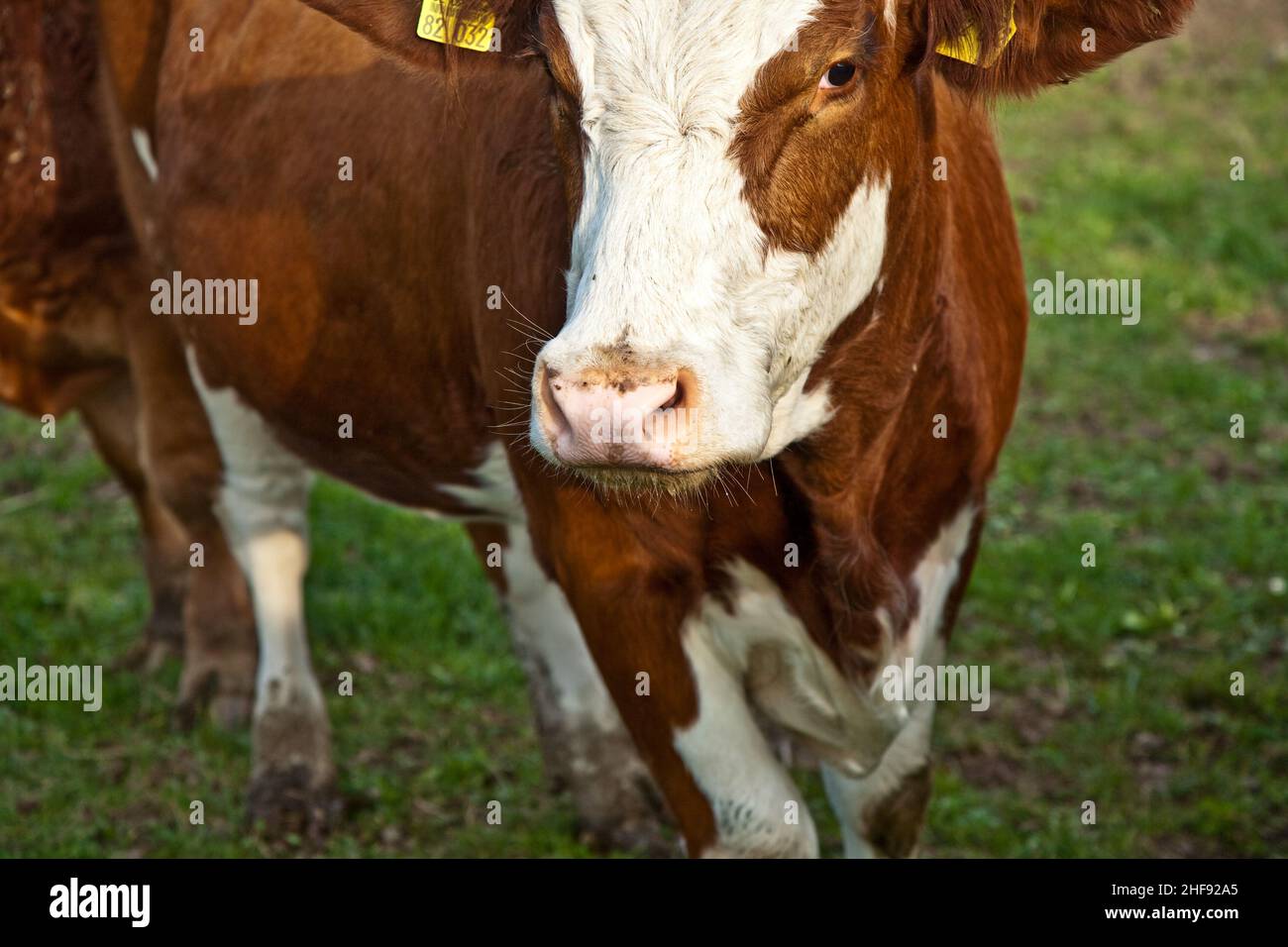 friendly cattles on green granzing land are trusty Stock Photo - Alamy