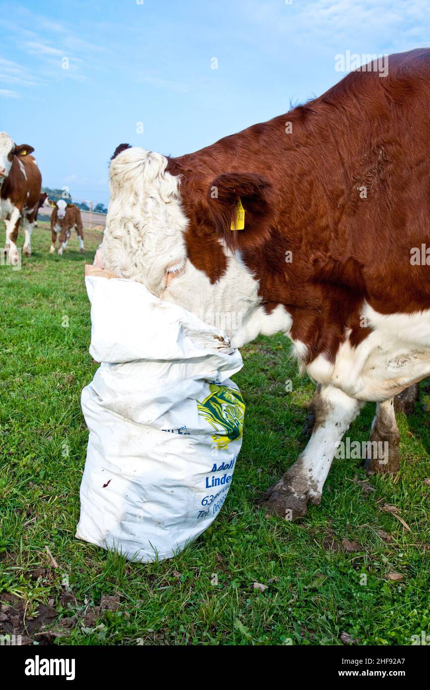 Cows feed sack hi-res stock photography and images - Alamy