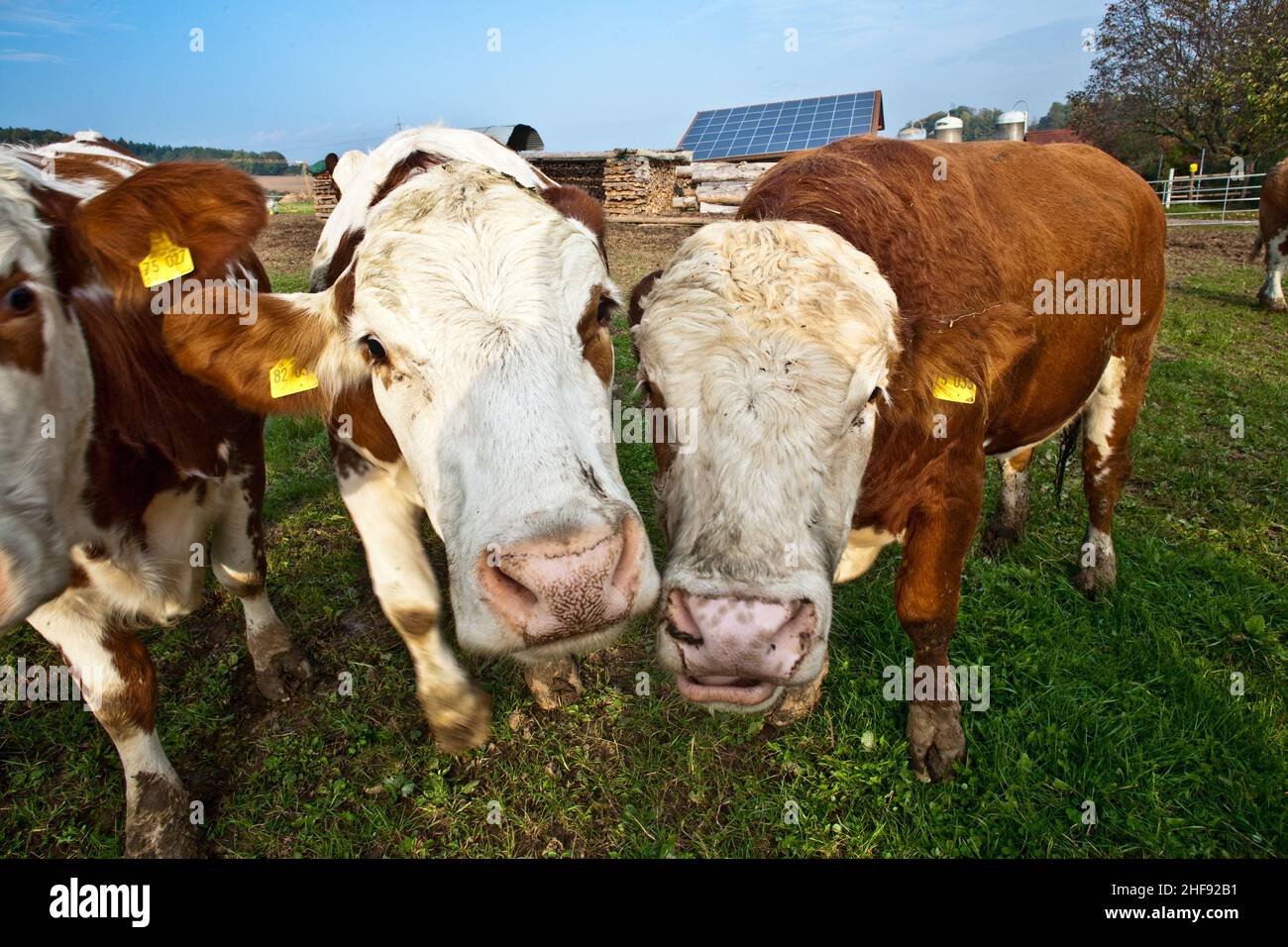 friendly cattles on green granzing land are trusty Stock Photo - Alamy