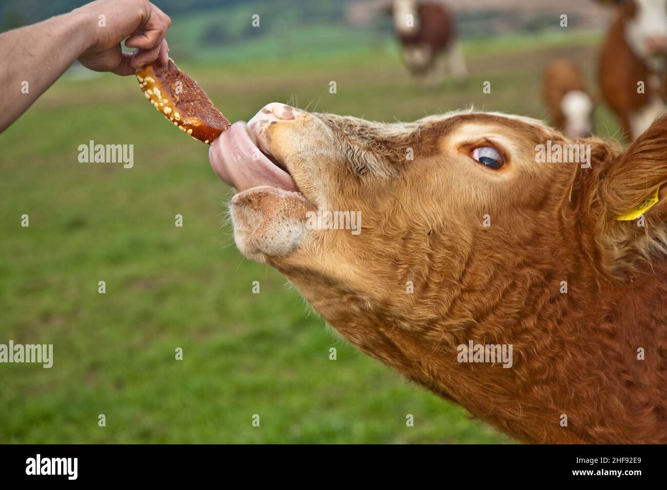 friendly cattles on green granzing land are trusty Stock Photo - Alamy