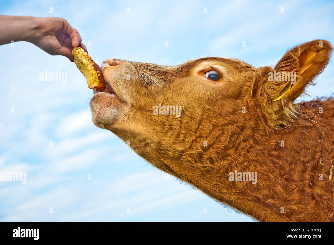 friendly cattles on green granzing land are trusty Stock Photo - Alamy