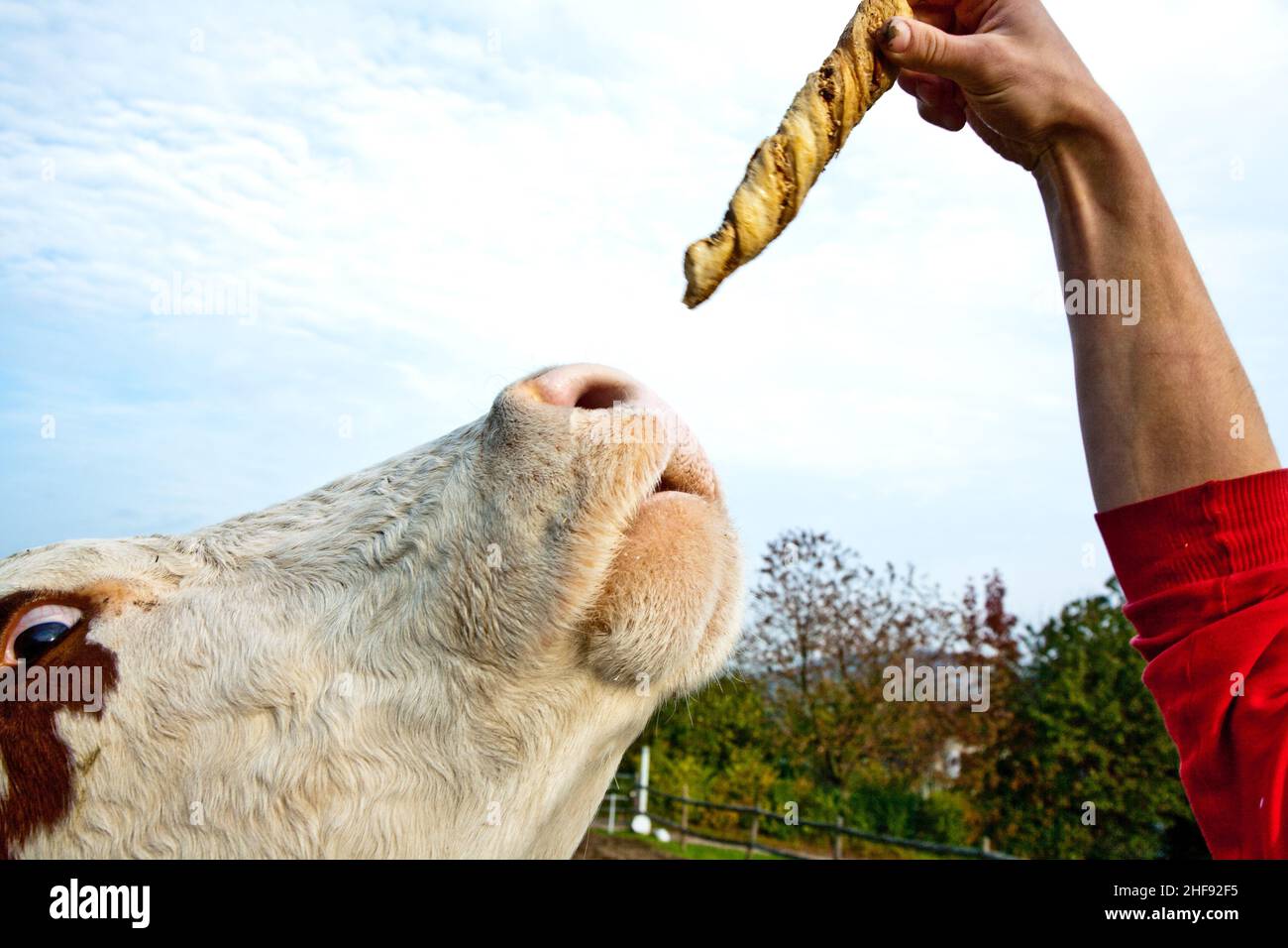 friendly cattles on green granzing land are trusty Stock Photo - Alamy