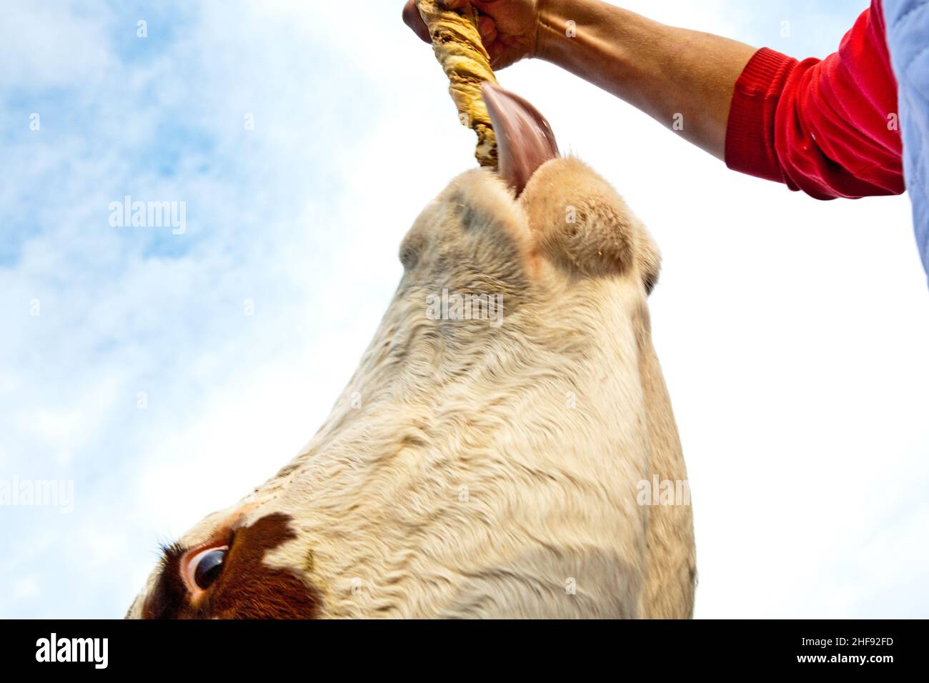friendly cattles on green granzing land are trusty Stock Photo - Alamy