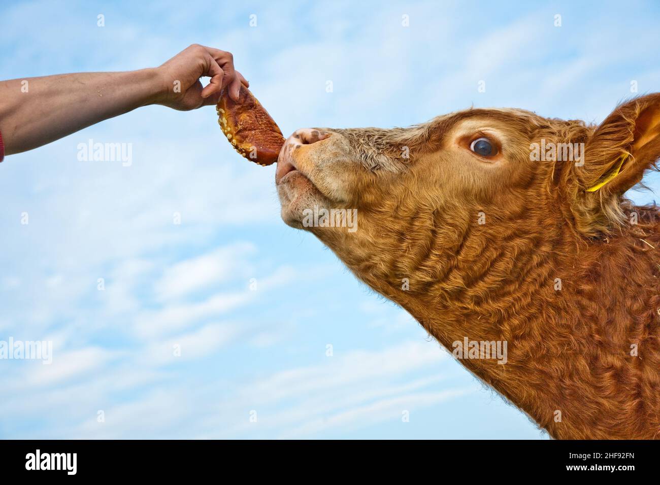 friendly cattles on green granzing land are trusty Stock Photo - Alamy