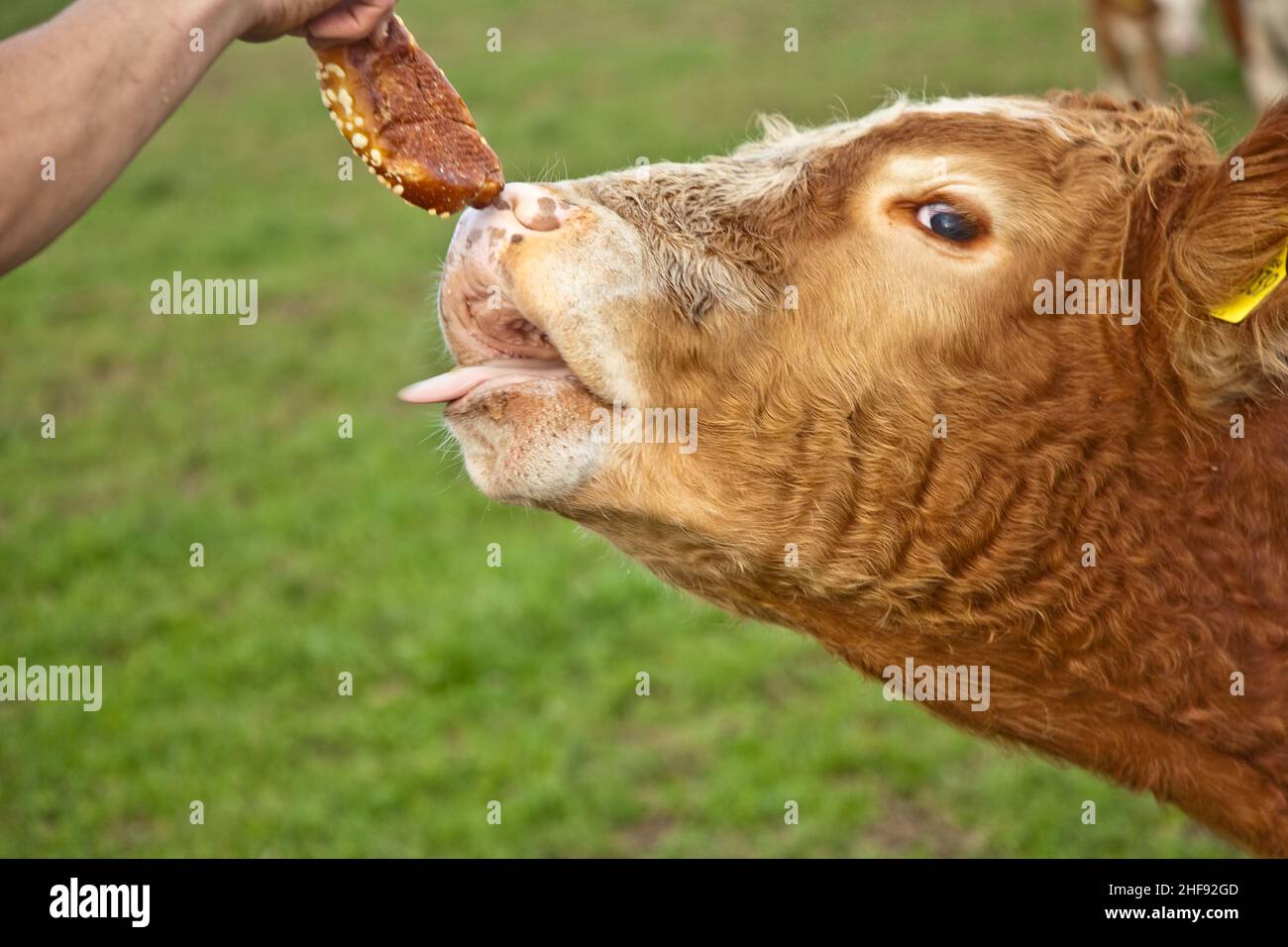 friendly cattles on green granzing land are trusty Stock Photo - Alamy