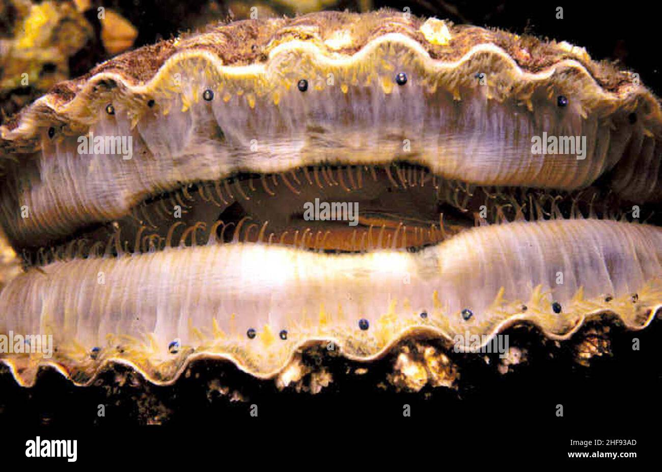 Scallop eyes hi-res stock photography and images - Alamy