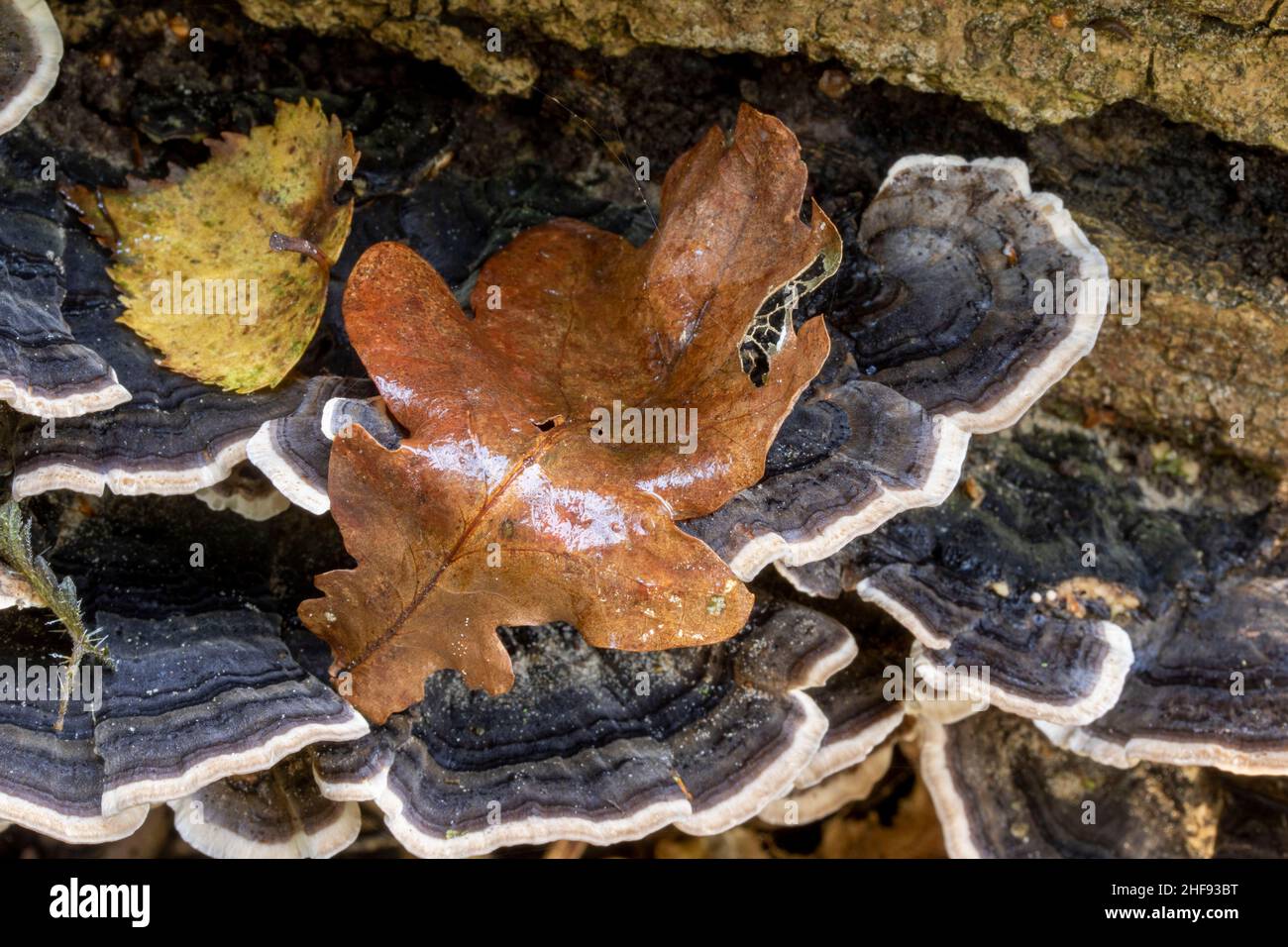 Choas, abstract patterns and textures in nature and the environment ...