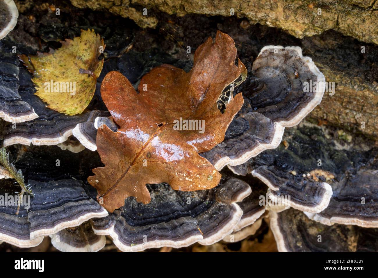 Choas, abstract patterns and textures in nature and the environment ...