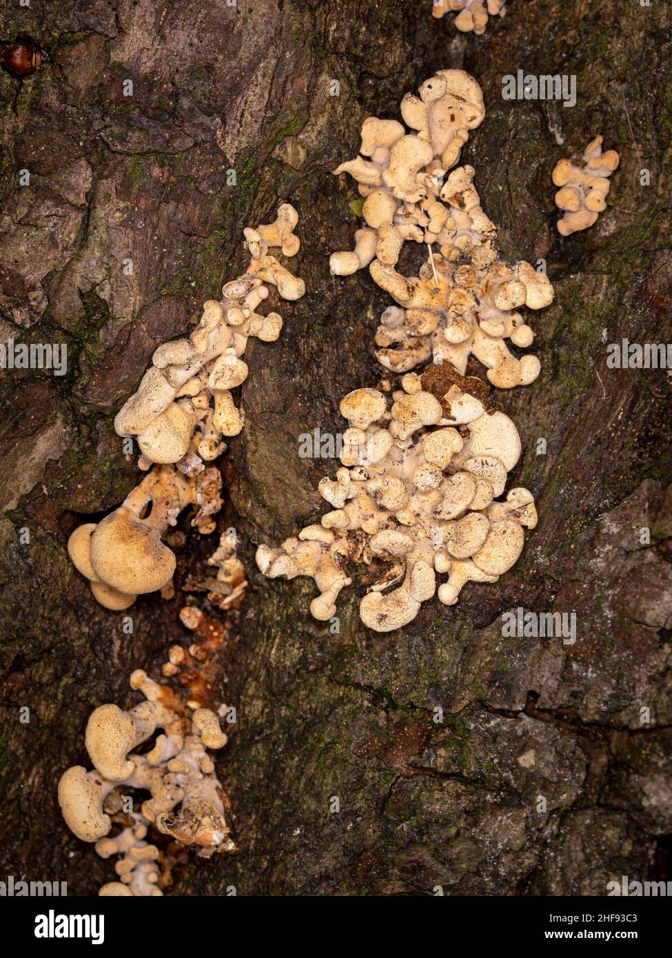 Close-up natural environmental portrait of fungi as symbols of life, death, decomposition and ...